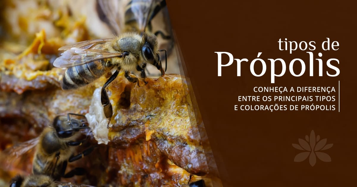 Tipos de Própolis: composição e coloração - Chamel Produtos Naturais